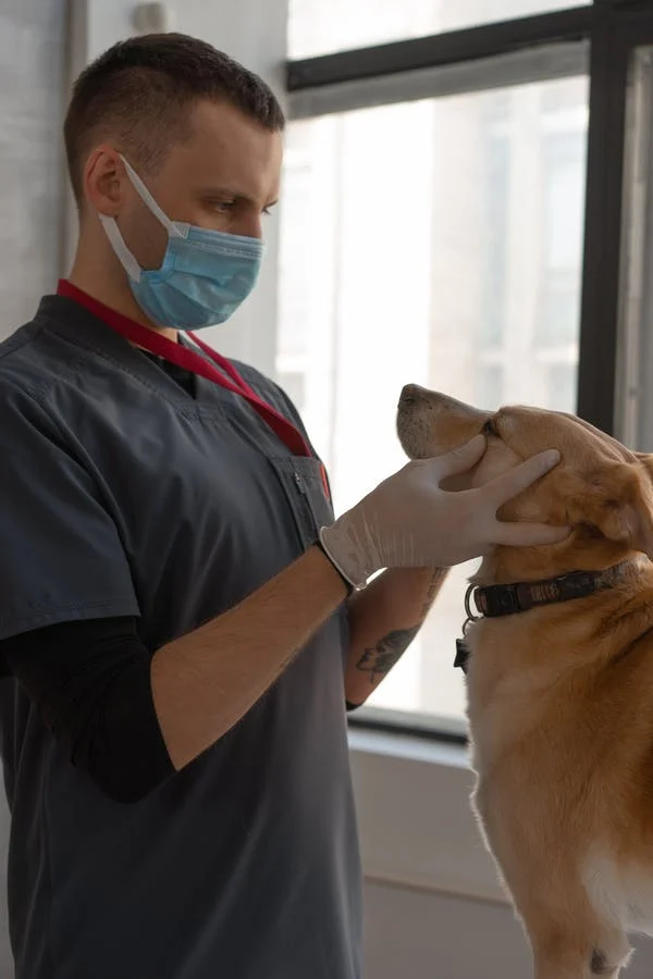 Hospital Veterinario 24 Horas hospital-veterinario-24-horas